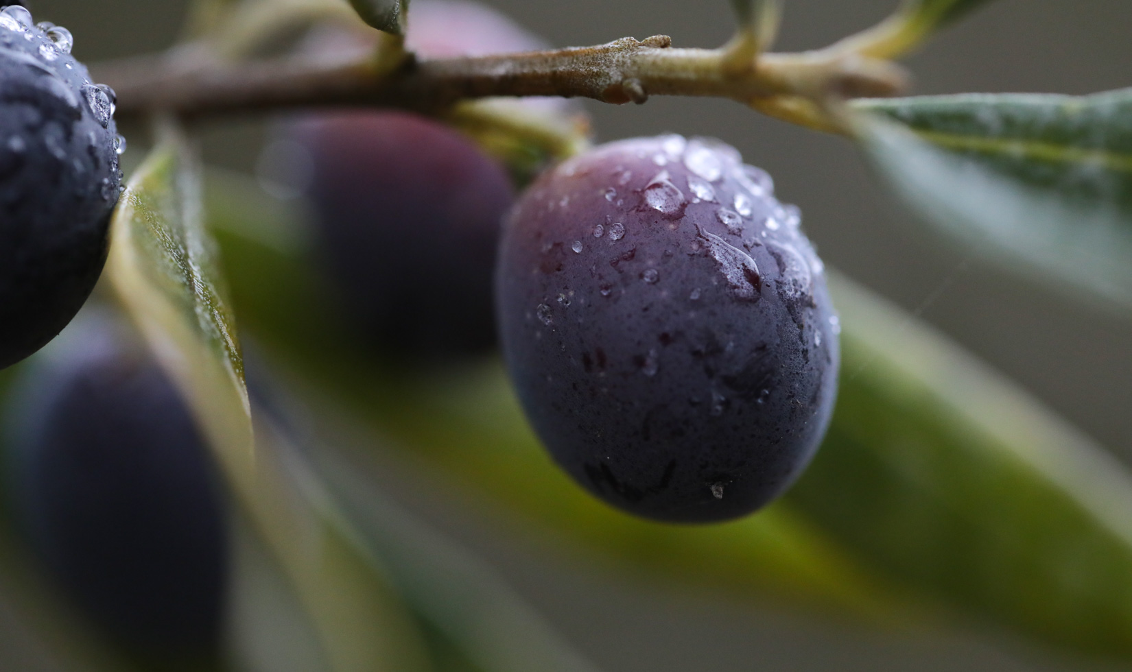 About the COOC - California Olive Oil Council